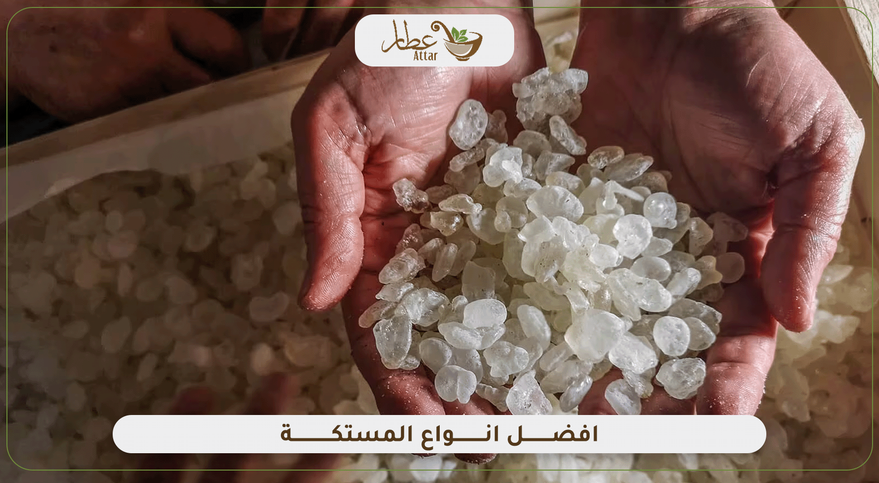 تعرف على افضل انواع المستكة