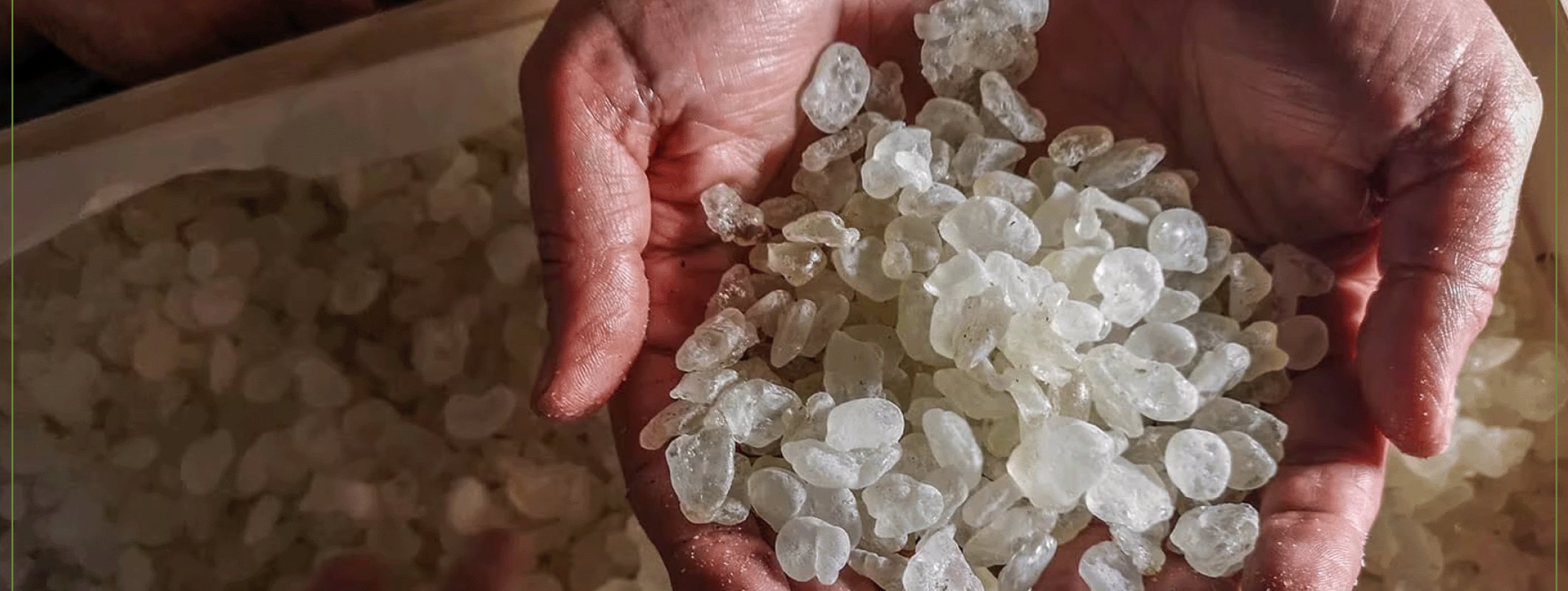 تعرف على افضل انواع المستكة